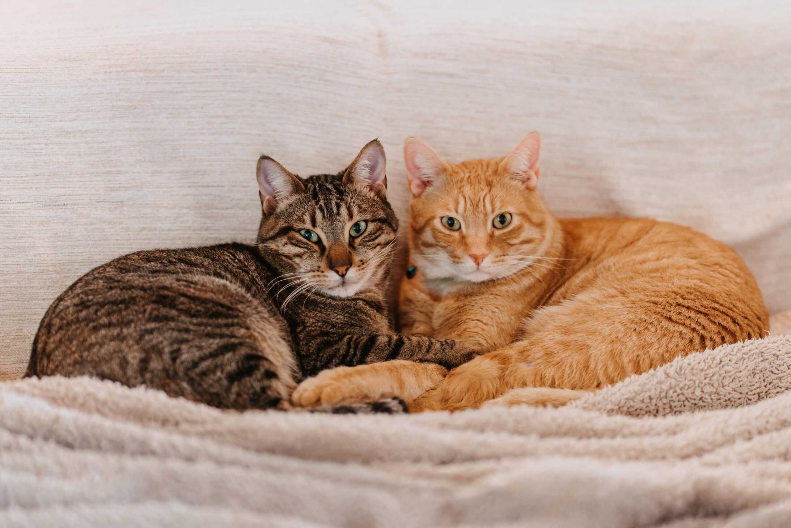"Keeping Your Cat Healthy"