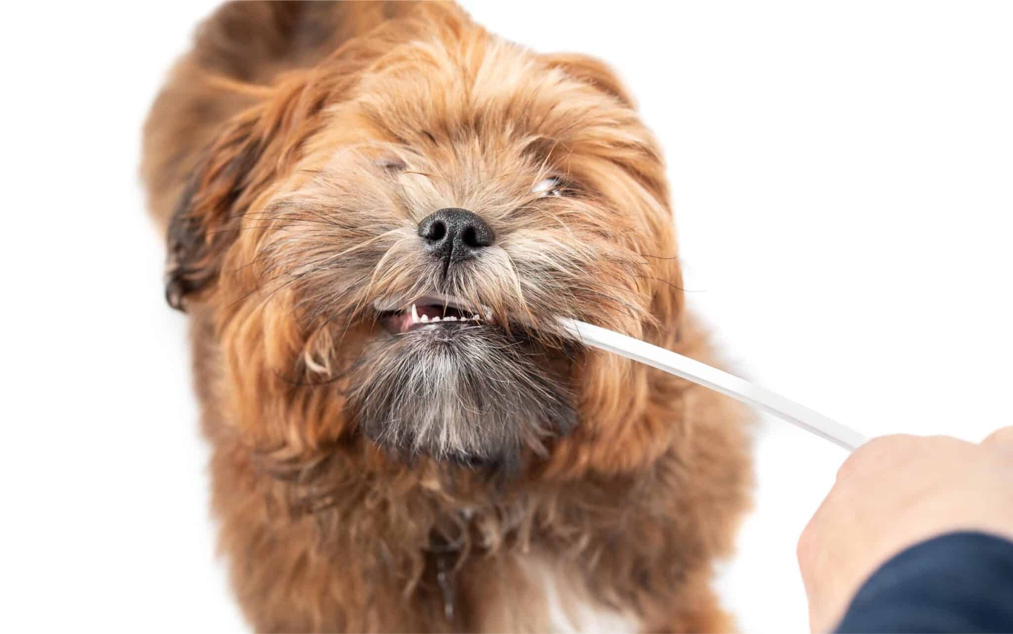 Importance of Pet Dental Care